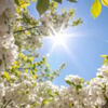 Тюль вуаль шампань Zizi Textile с утяжелителем высота 270 см ширина 800 ...
