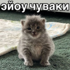 Аккумуляторная дрель-шуруповерт DEKO DKCD20DR в кейсе + набор 63 ...