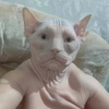 Игрушка для животных, для кошек, собак. Тоннель лабиринт MIMIPets ...