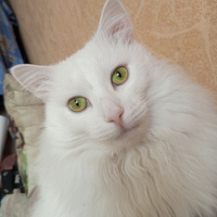 Рубашка Мужской Brostem светло-голубой Длинный Хлопок, Полиэстер Однотонный, размер 46 ...