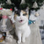 Сухой корм Monge Cat Speciality Line Monoprotein для котят и беременных ...