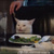 bad Rabbit Очки солнцезащитные купить на OZON по низкой цене (868647158)